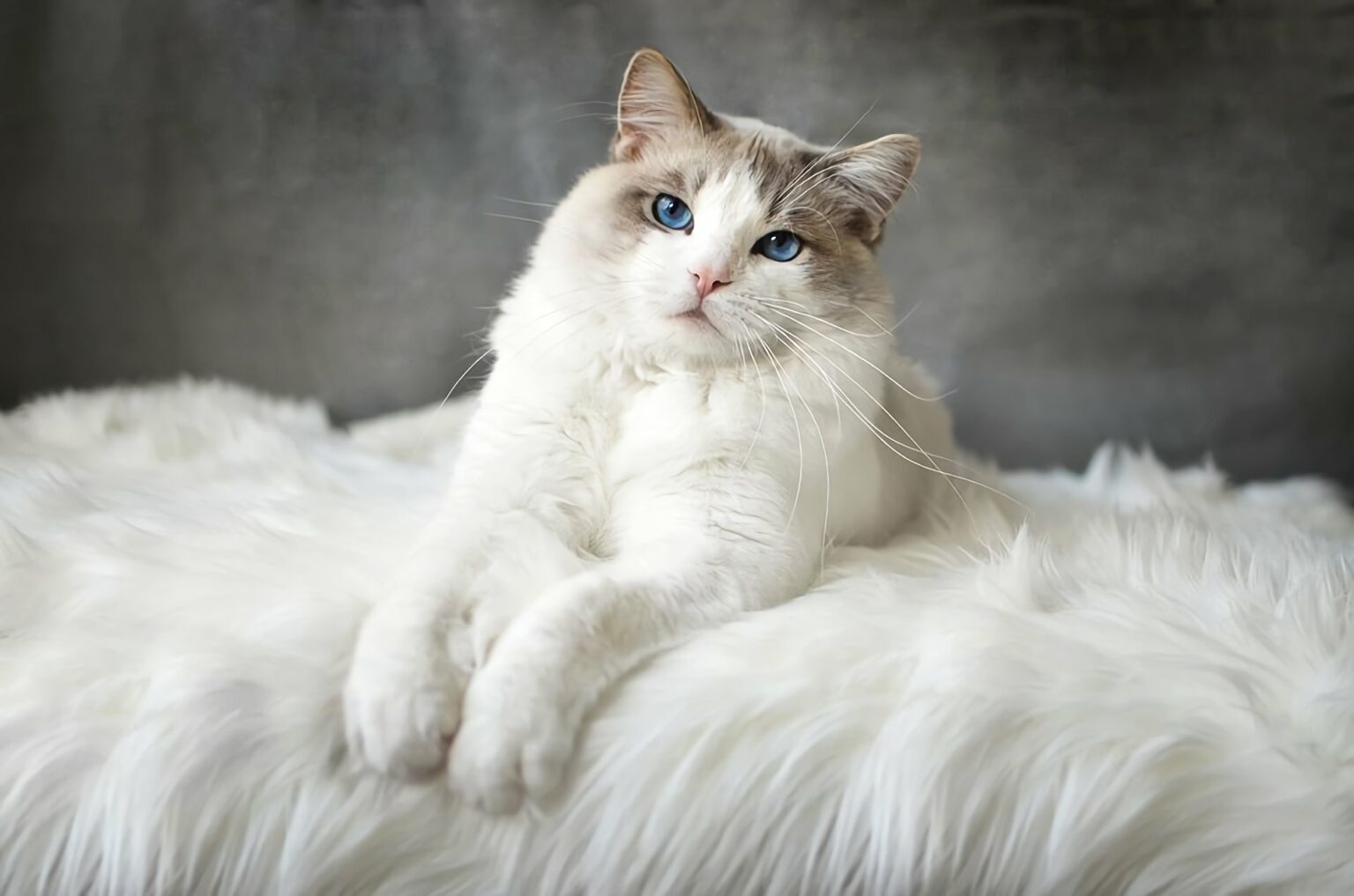 What Is The International Cat Association (TICA)? Here's What You ...