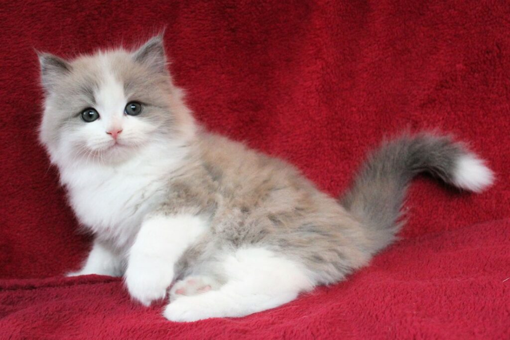 What Is The International Cat Association (TICA)? Here's What You ...