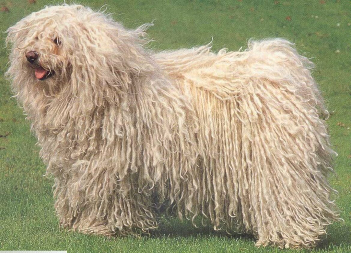 Puli Dog Breed Information & Characteristics! - petflair.co