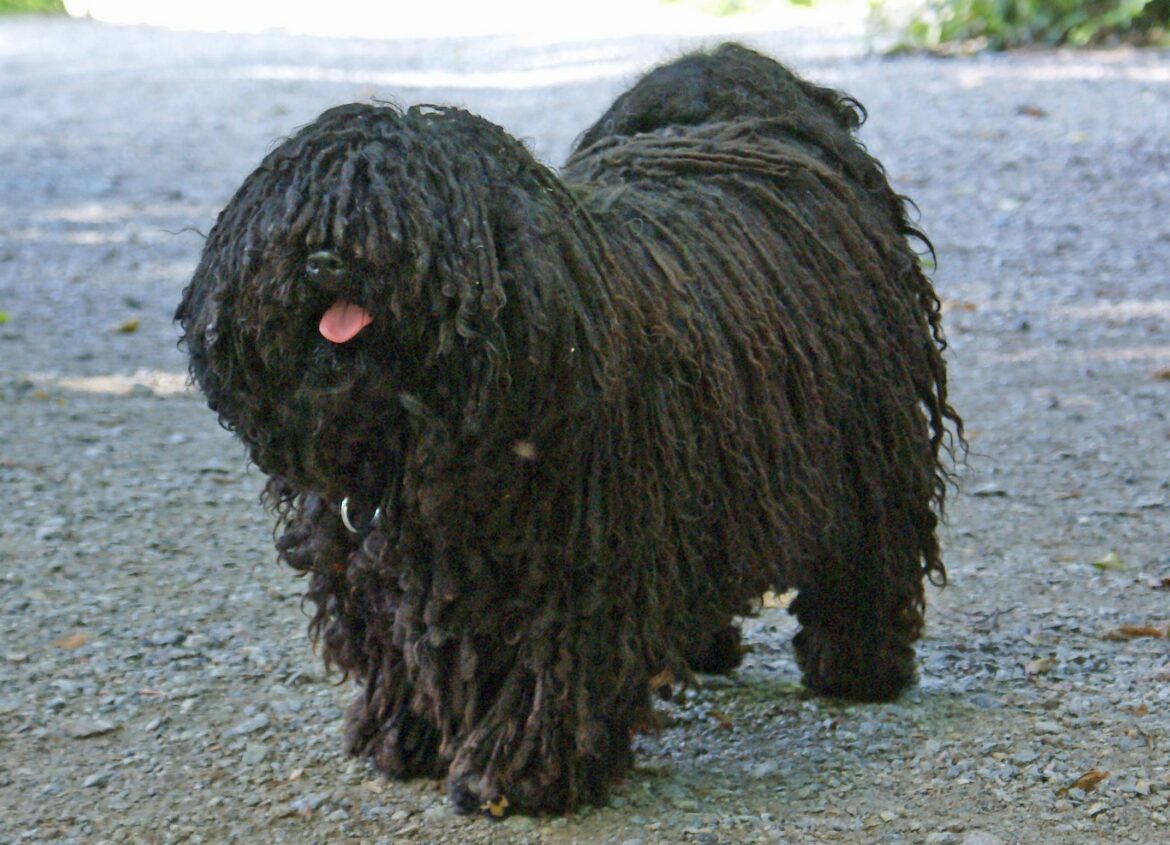 Puli Dog Breed Information & Characteristics! - petflair.co