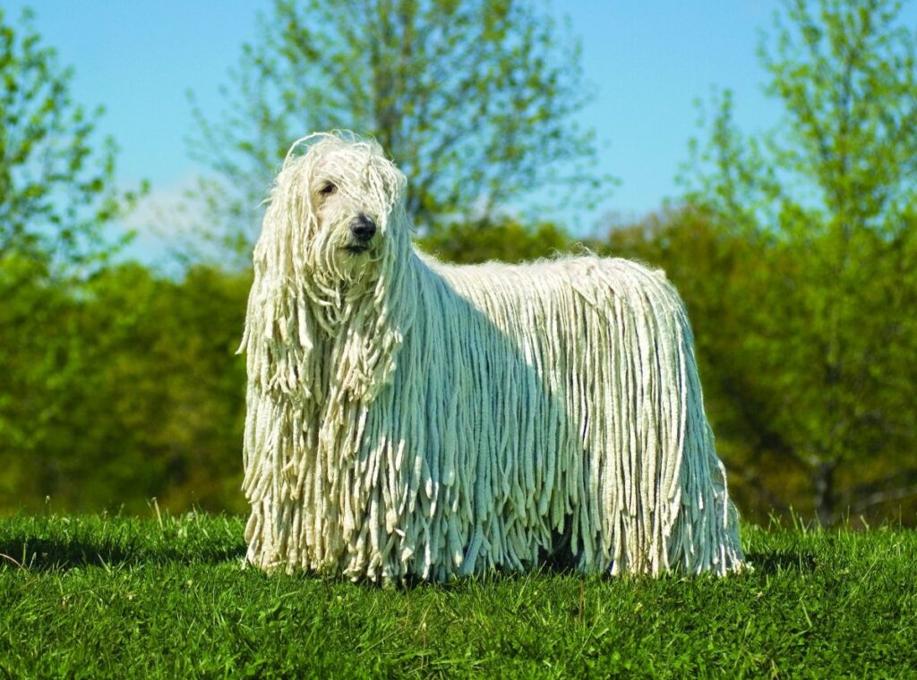 Puli Dog Breed Information & Characteristics! - petflair.co