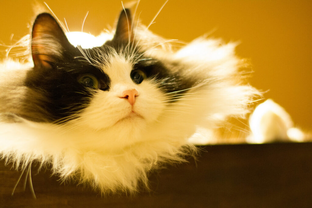 Ragamuffin Cat Breed Information & Characteristics! - petflair.co
