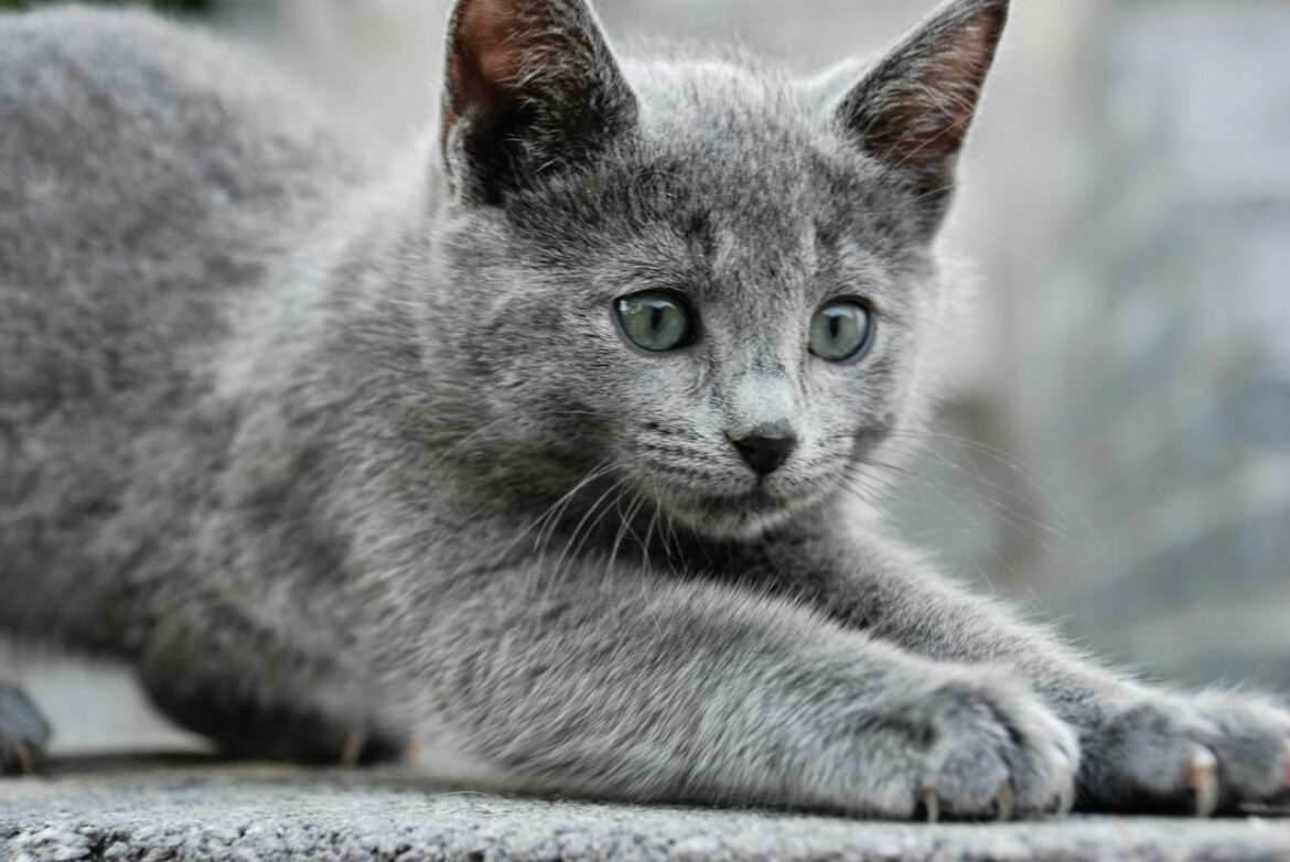 Russian Blue Cat Breed Information & Characteristics! - petflair.co