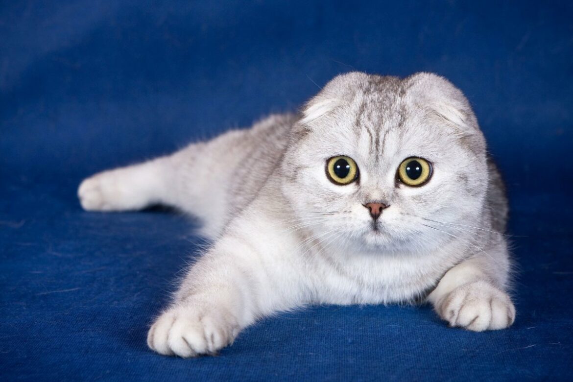 Scottish Fold Cat Breed Information, Pictures, Characteristics & Facts ...
