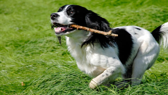 Shollie Dog Breed Information & Characteristics! - petflair.co