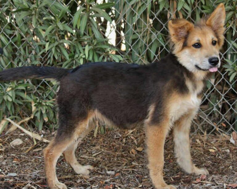 Shollie Dog Breed Information & Characteristics! - petflair.co