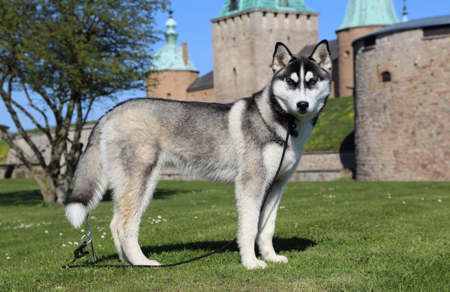 Siberian Husky Dog Breed Information & Characteristics! - petflair.co