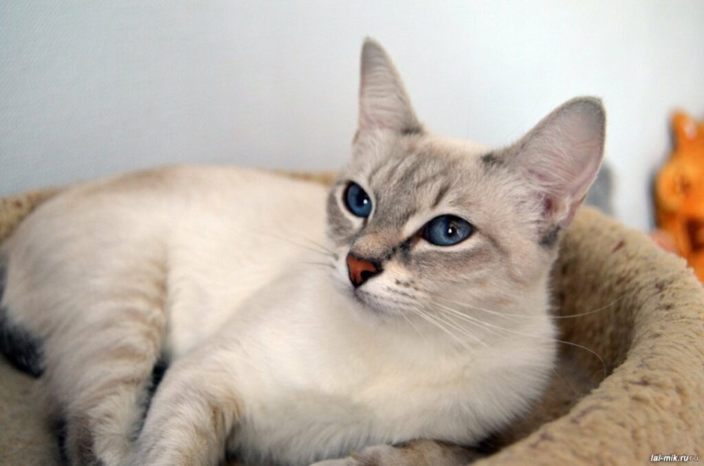 Thai Lilac Cat Breed Information & Characteristics! - petflair.co