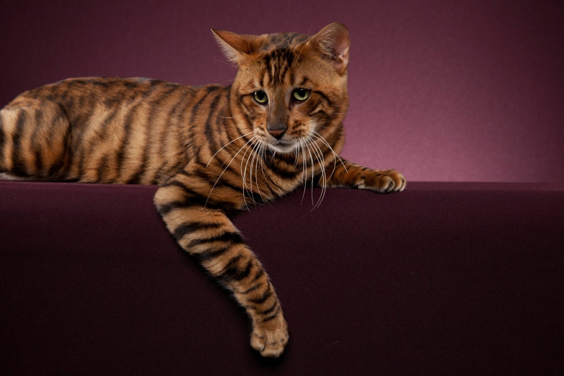 Tiger Cats: Is There A Domestic Tiger Cat Breed? - petflair.co