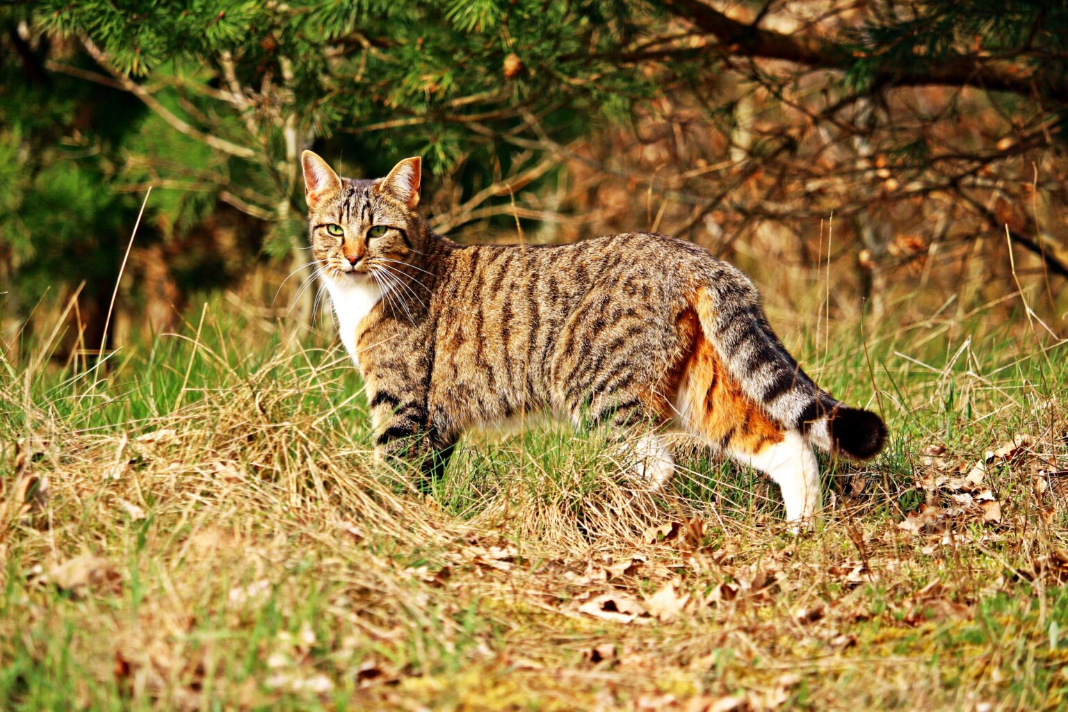 Tiger Cats: Is There A Domestic Tiger Cat Breed? - petflair.co