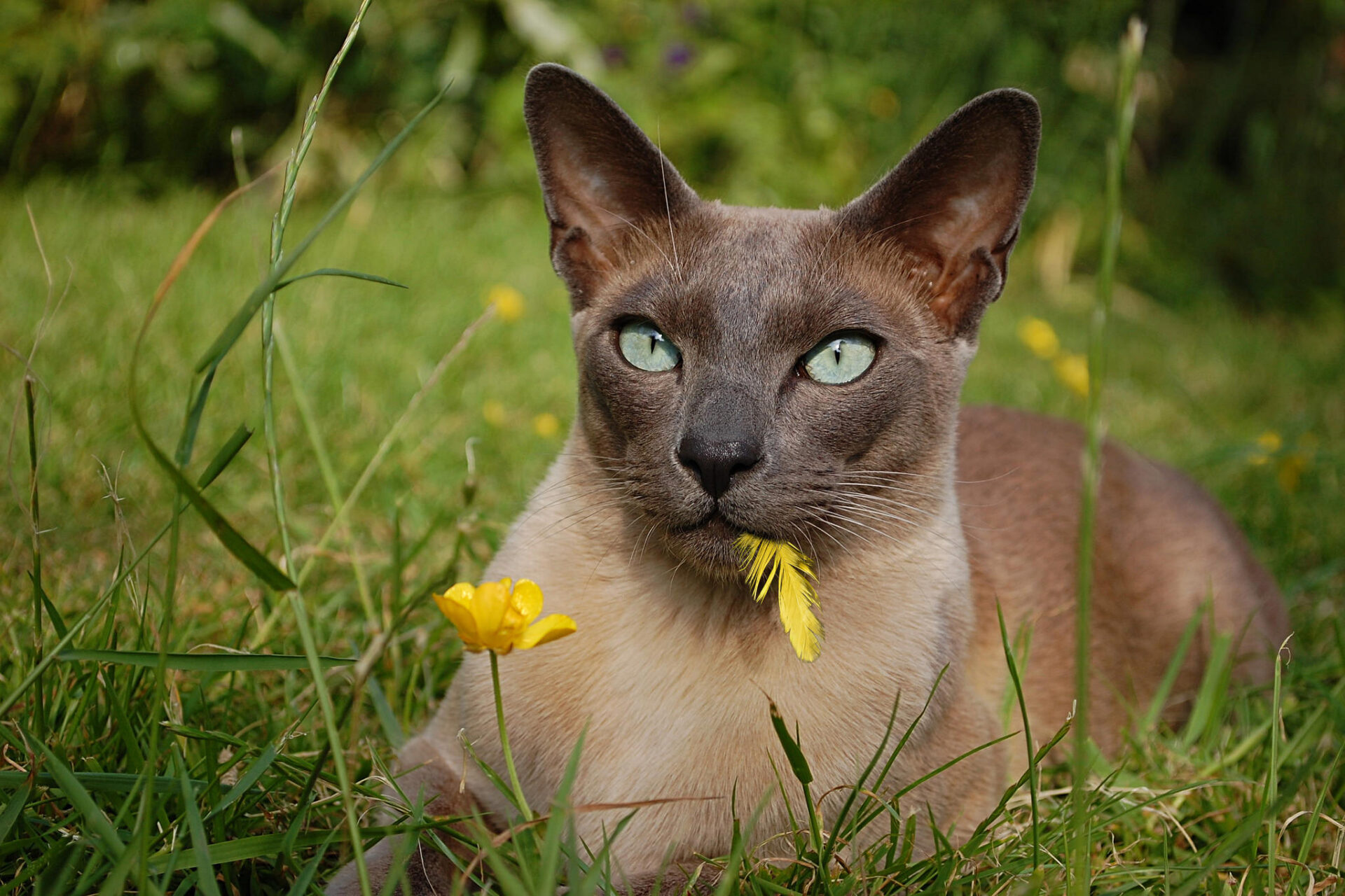 Tonkinese Cat Breed Information & Characteristics! - petflair.co